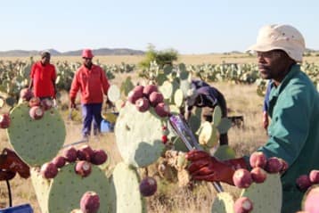 EQGO (Equitable Green Outcomes) - Footsteps Foundation Projects